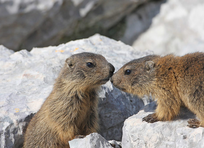 A mormota is jósolt – marad a tél!